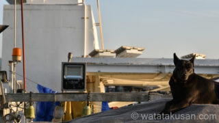 映画ジョンカーターに出てくる犬の名前 | わたたくわくわく